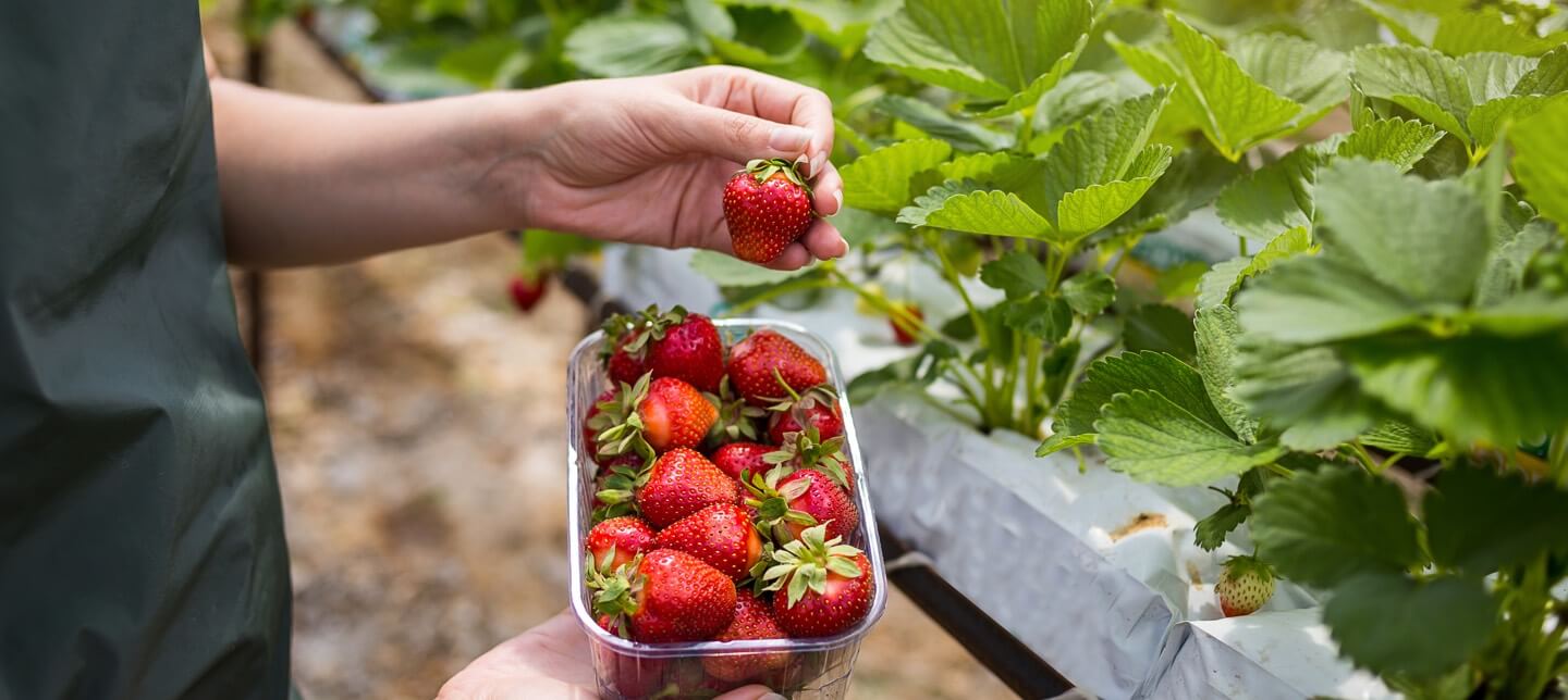 Strawberry Dreams and Sustainable Farming: Discover Jagro in Nuwara Eliya