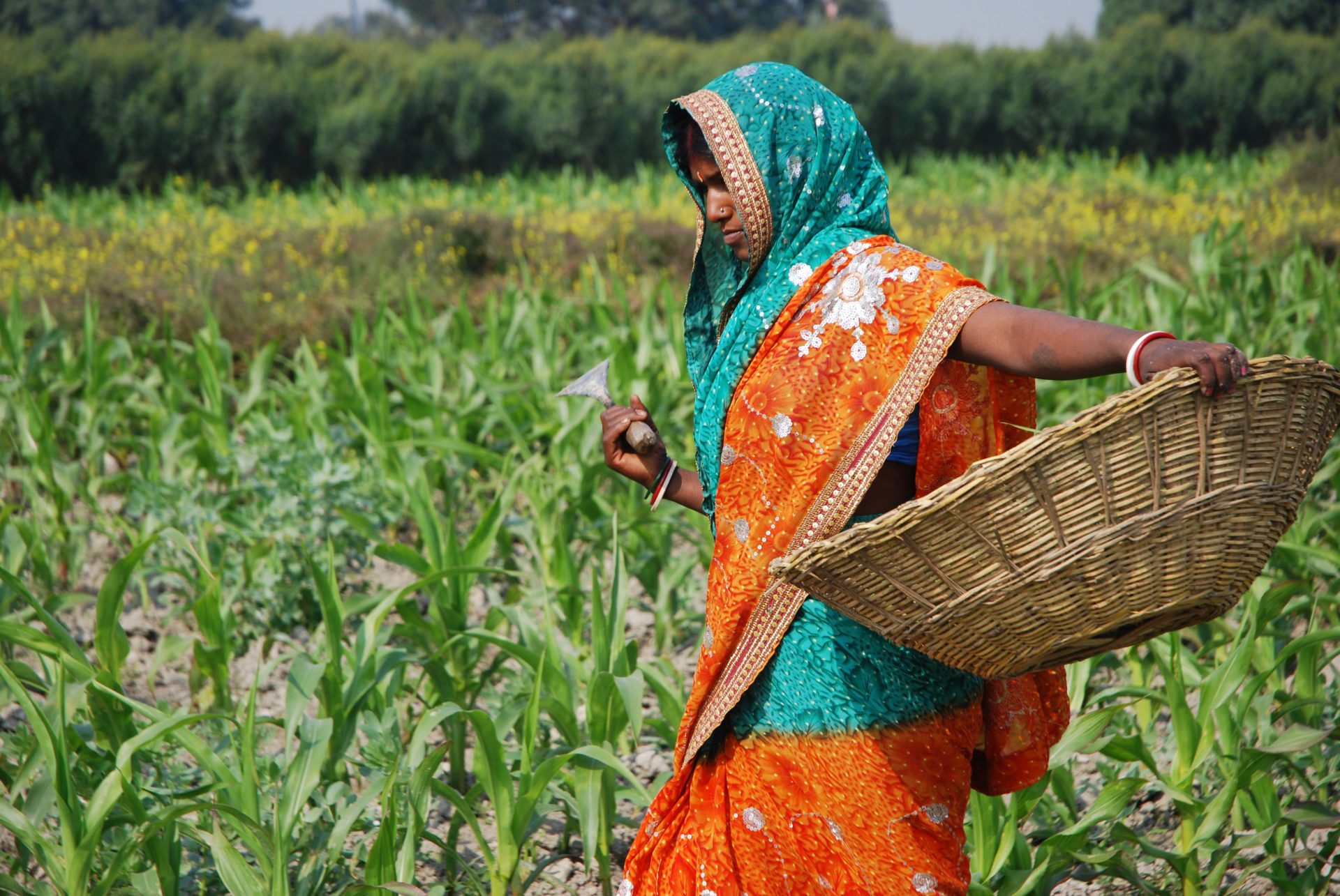 CGIAR Research Program on Maize - CGIAR