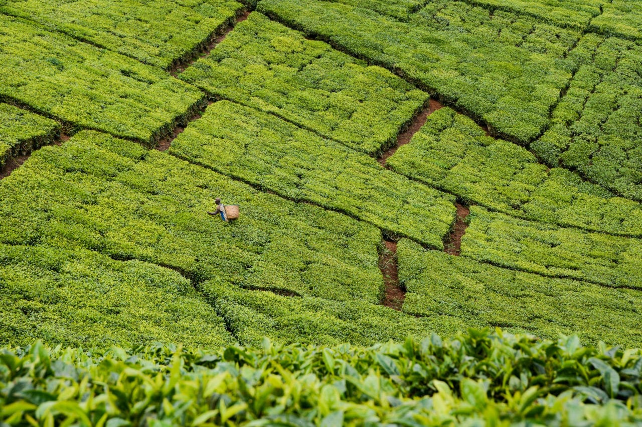 CGIAR: Science for humanity's greatest challenges