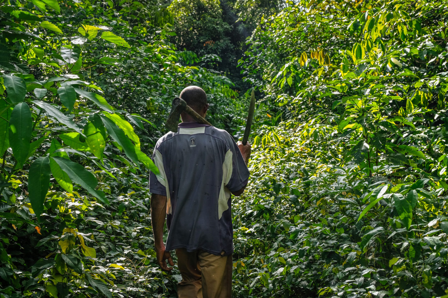 Decaying Belgian Congo–era maps reveal secrets of valuable African tree ...