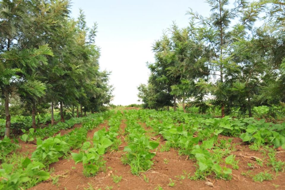 Operationalizing the Agroforestry Strategy and Plan for Rwanda - CGIAR