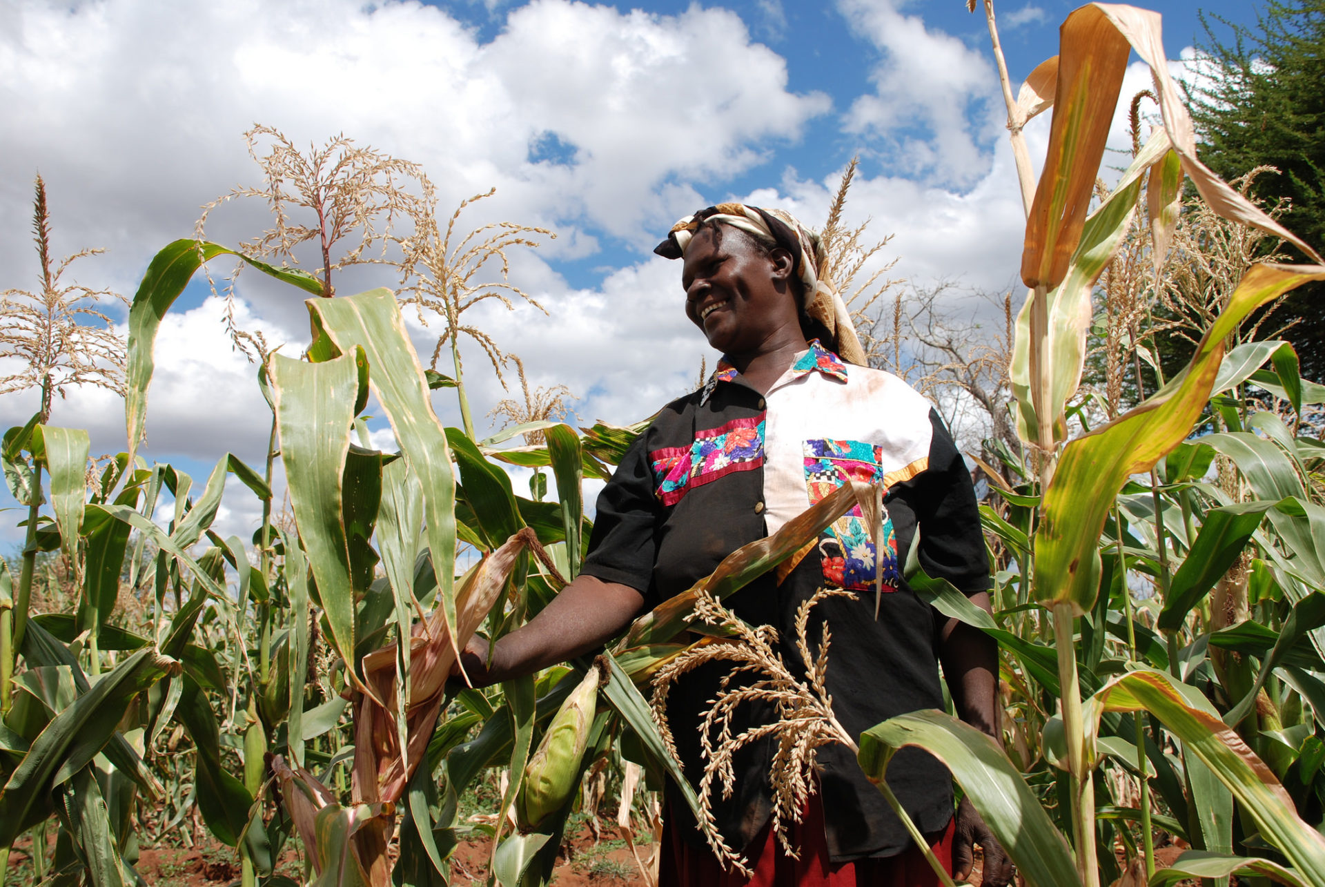 CIMMYT drought tolerant maize: A key innovation for millions of farmers ...