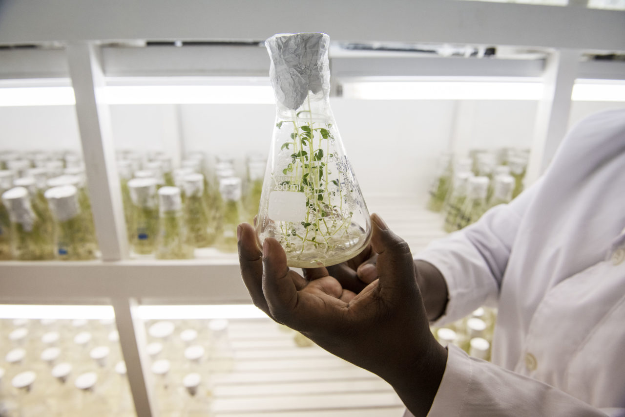 International Potato Center (CIP) - CGIAR