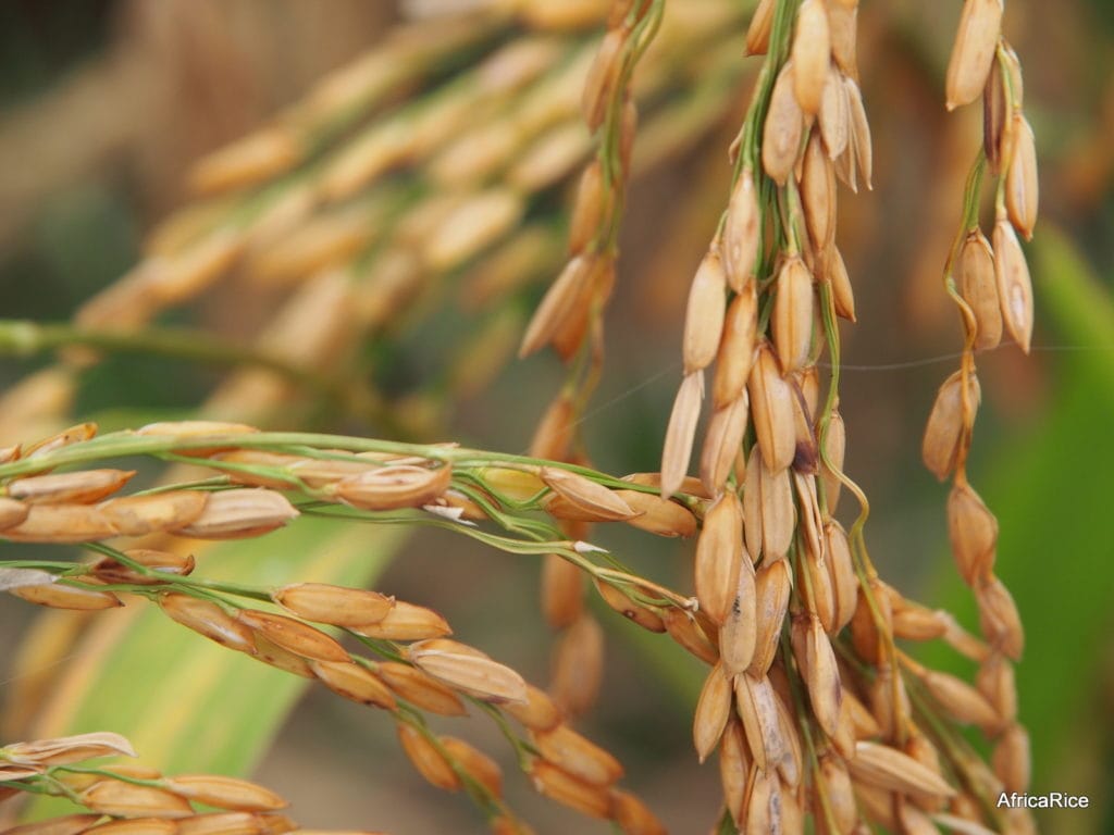 In a grain of rice: Solutions for poverty and hunger in sub-Saharan ...