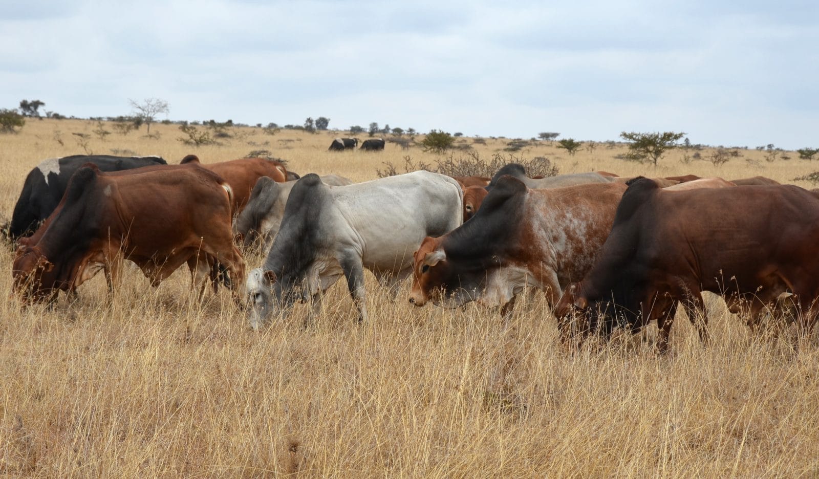 Kenyan livestock sector to grow ‘exponentially’—Kenya National Bureau ...