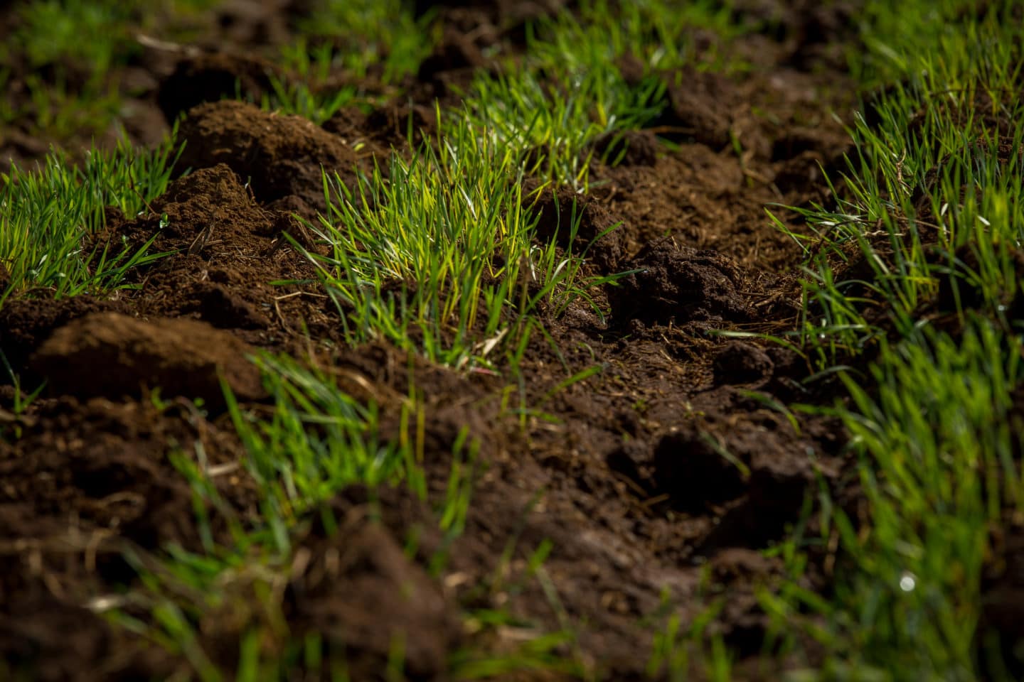 Investing in soil health key to closing the yield gaps - CGIAR