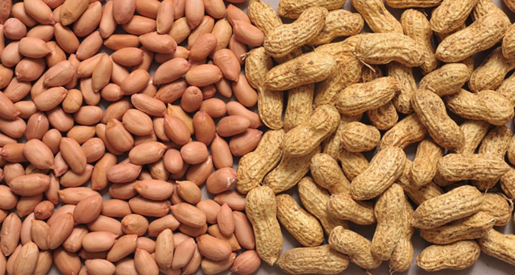 Helping groundnut retain its place in Nigeria through the Tropical ...