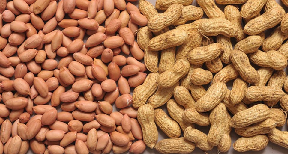 Helping groundnut retain its place in Nigeria through the Tropical ...