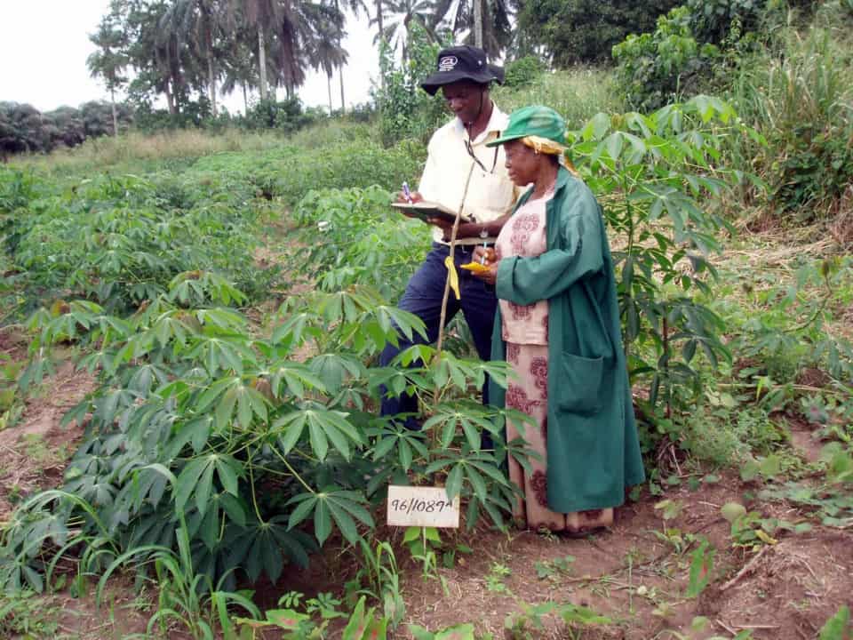 Cassava and Climate Change: Boosting the IQ of a Naturally Climate ...