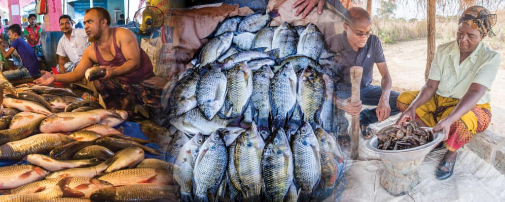 Fish and aquatic foods for healthier people and a sustainable planet ...