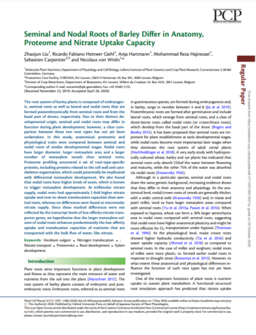 Seminal and nodal roots of barley differ in anatomy, proteome and ...