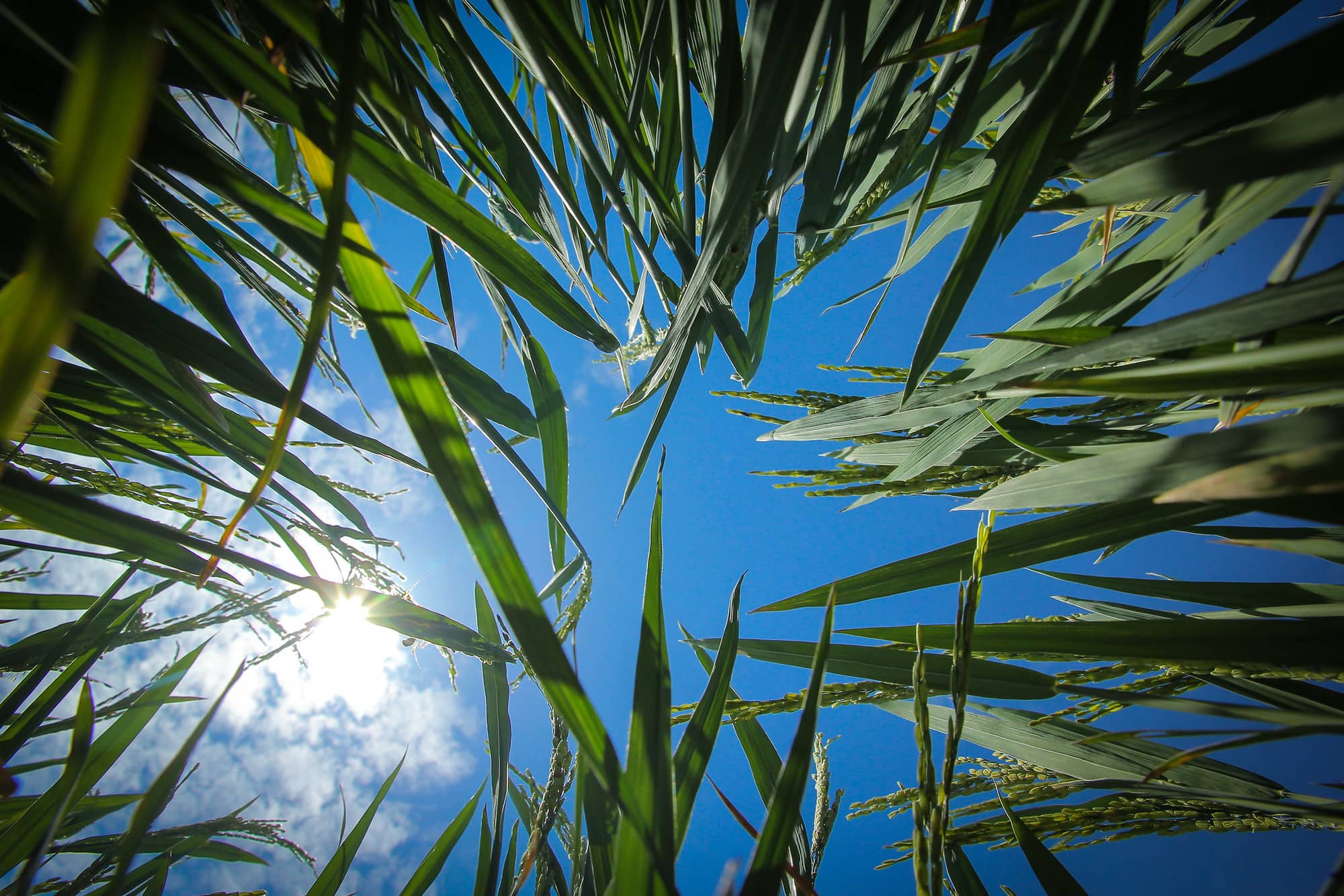 Governance CGIAR