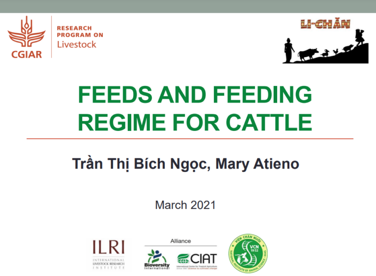Feeds and feeding regime for cattle - CGIAR