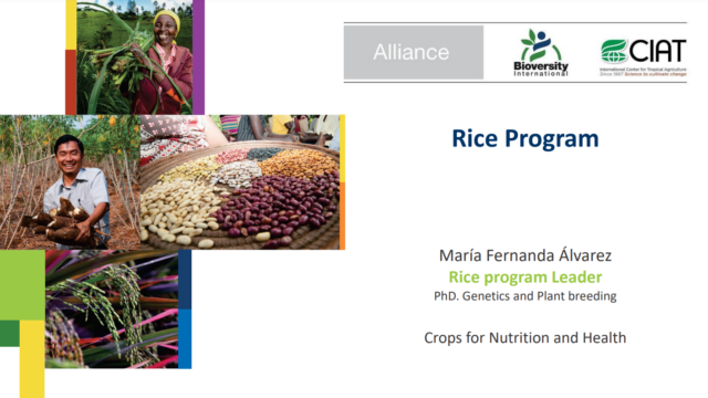 Presenting the Rice Program - CGIAR