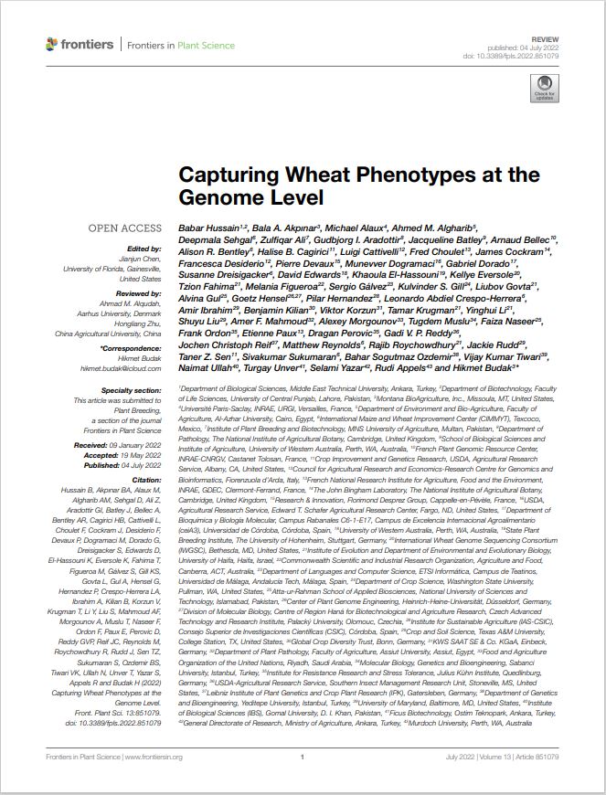 Capturing wheat phenotypes at the genome level - CGIAR