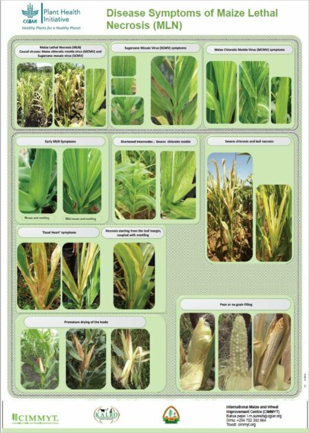 Disease symptoms of Maize Lethal Necrosis (MLN) - CGIAR