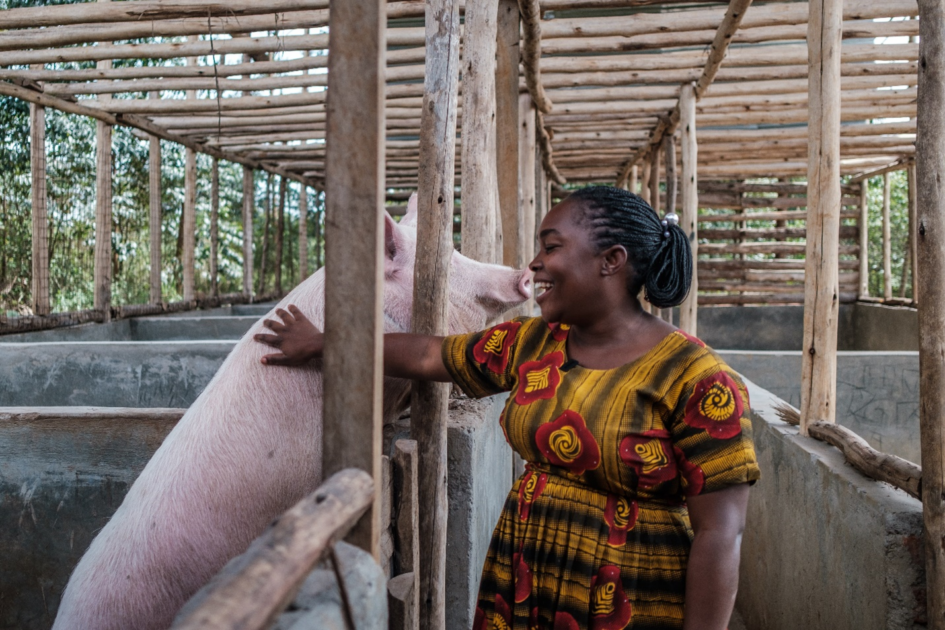 CGIAR’s SAPLING Initiative targets Uganda’s pig and cattle sectors to ...