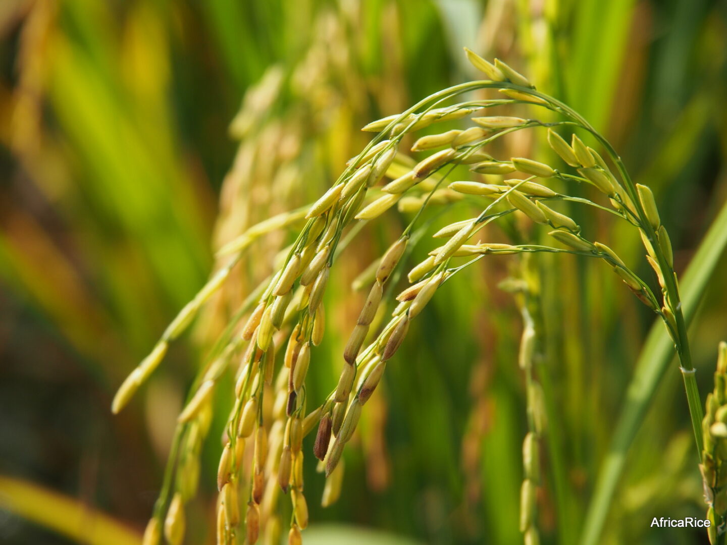 Precision land leveling for sustainable rice production: Case studies ...