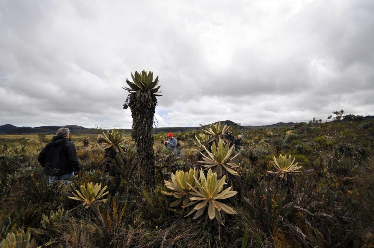 Los páramos, un ecosistema hoy reglamentado - CGIAR