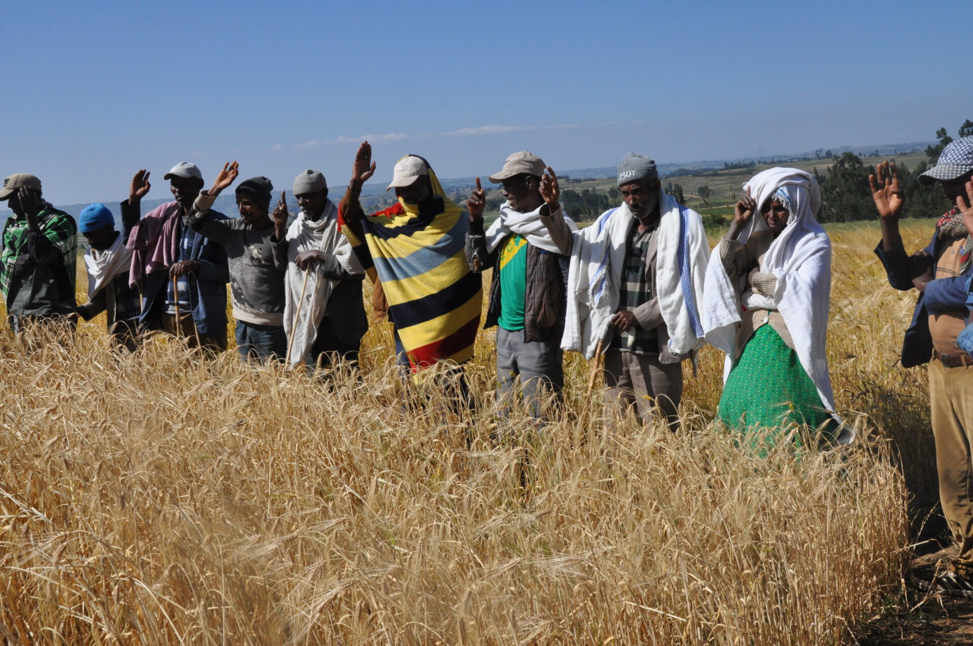 Whole crop optimization provides a viable pathway for sustainable ...