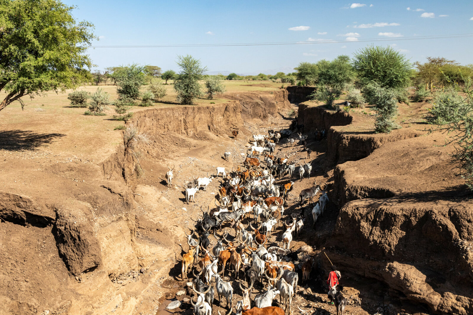 Farmer-led adaptation innovations are at the heart of CGIAR’s Livestock ...