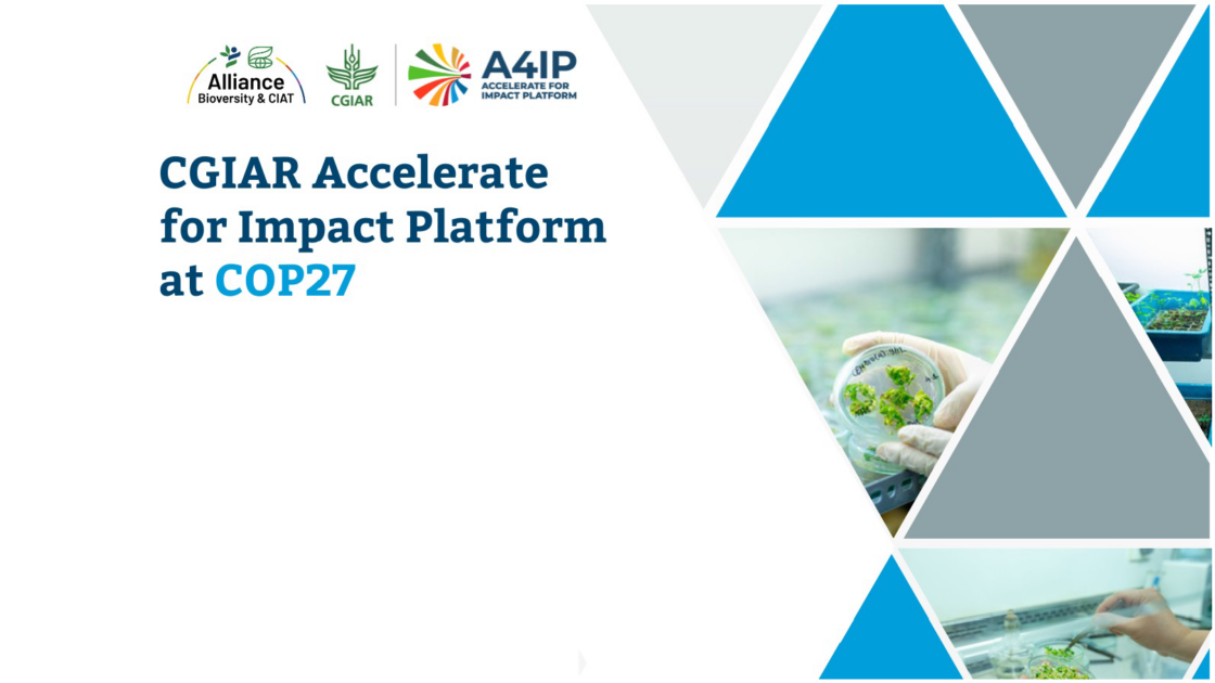 On the ground at COP27 - CGIAR