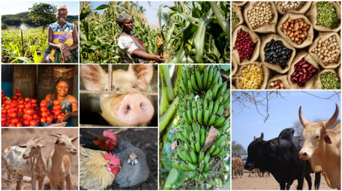 CGIAR: Science for humanity's greatest challenges