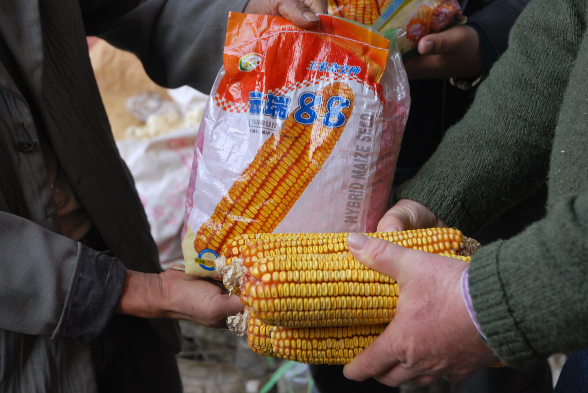 CIMMYT-China workshop aims to facilitate future collaborations to ...