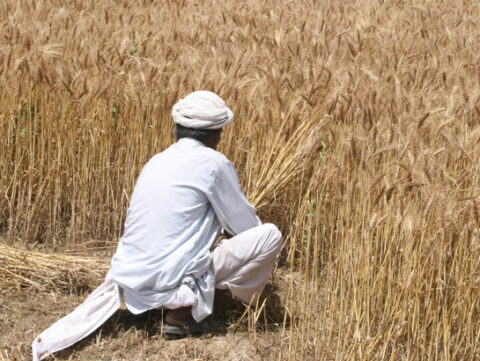 Amid Climate Change, Biofortified Wheat Offers A Solution For Food ...