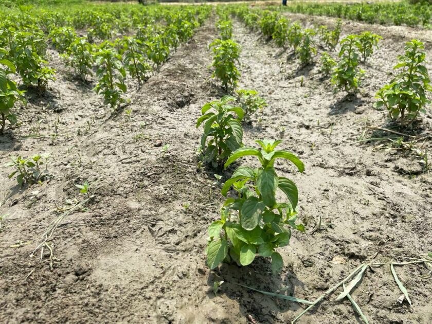 Diversifying rice-based cropping systems under natural farming in Uttar ...