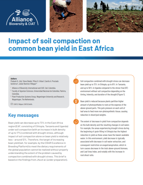 Impact of soil compaction on common bean yield in East Africa - CGIAR