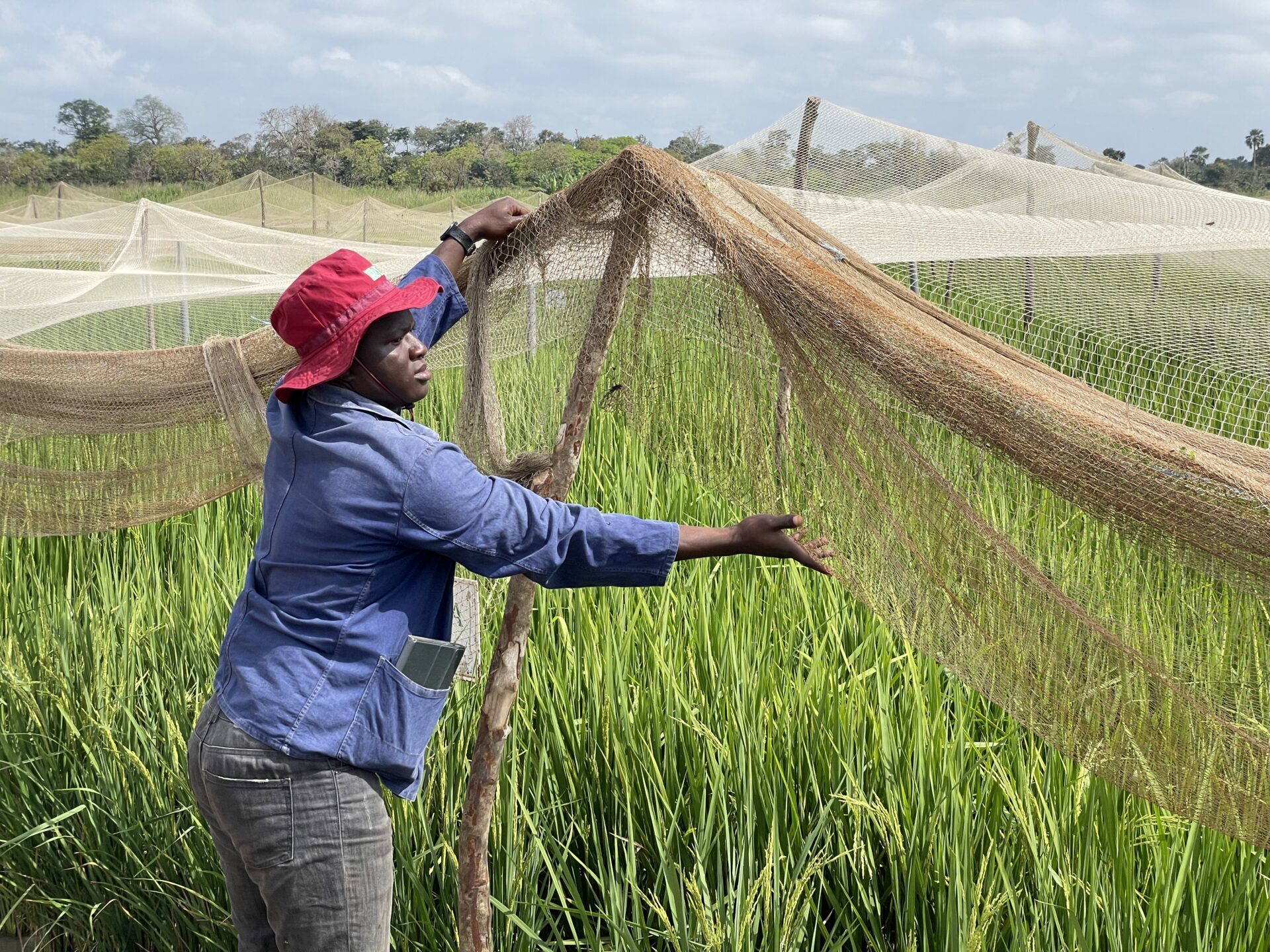 Harnessing crop breeding data: AfricaRice transitions to Enterprise ...