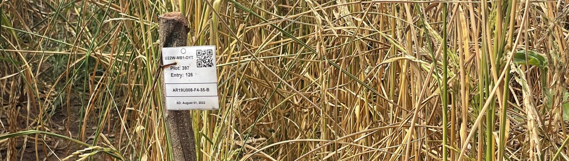 Harnessing crop breeding data: AfricaRice transitions to Enterprise Breeding System - CGIAR