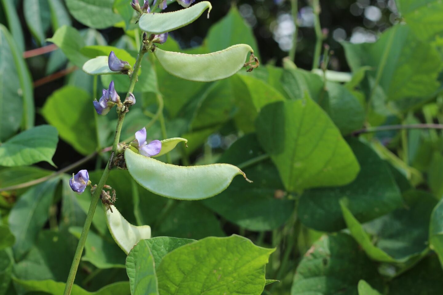 New bean genome unveils potential to boost food security and resilience ...