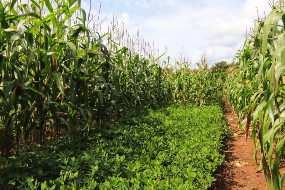 Conservation Agriculture: A greener, smarter and economic way to grow ...