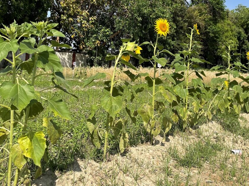 Reviewed: How do quality seed systems impact food and nutrition ...