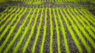 Deep sowing of dry direct-seeded rice: cultivar differences in seedling ...