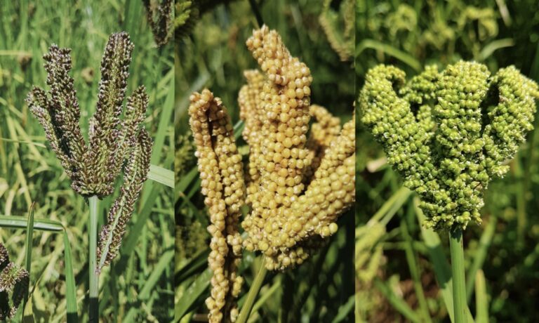 Mother of Grains: what millet teaches us about biodiversity - CGIAR