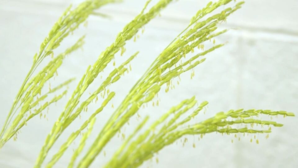 Promising management strategies to improve crop sustainability and to ...