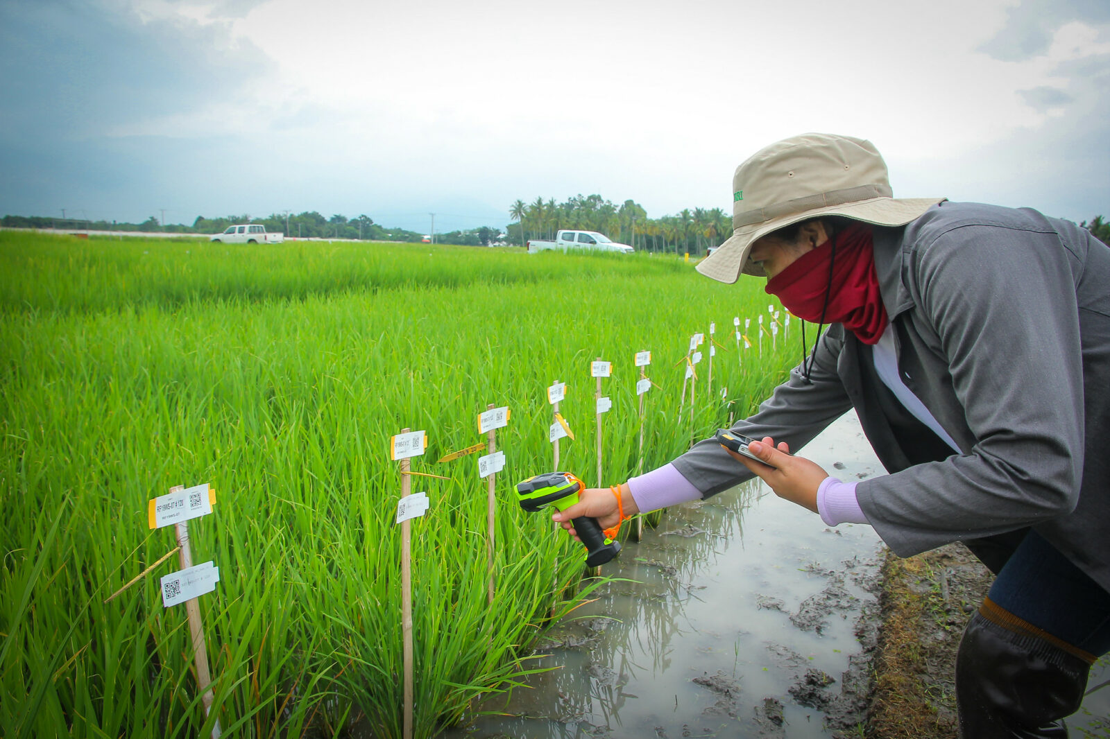 CGIAR announces new breeding data strategy and endorses single data ... CGIAR announces new breeding data strategy and endorses single data ...