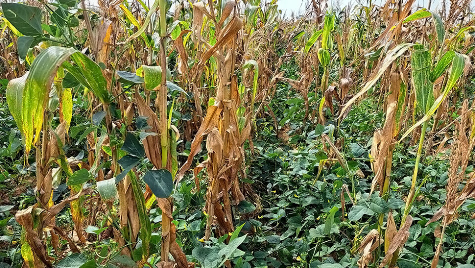 Adopting newly developed cowpea varieties with high-yielding ...