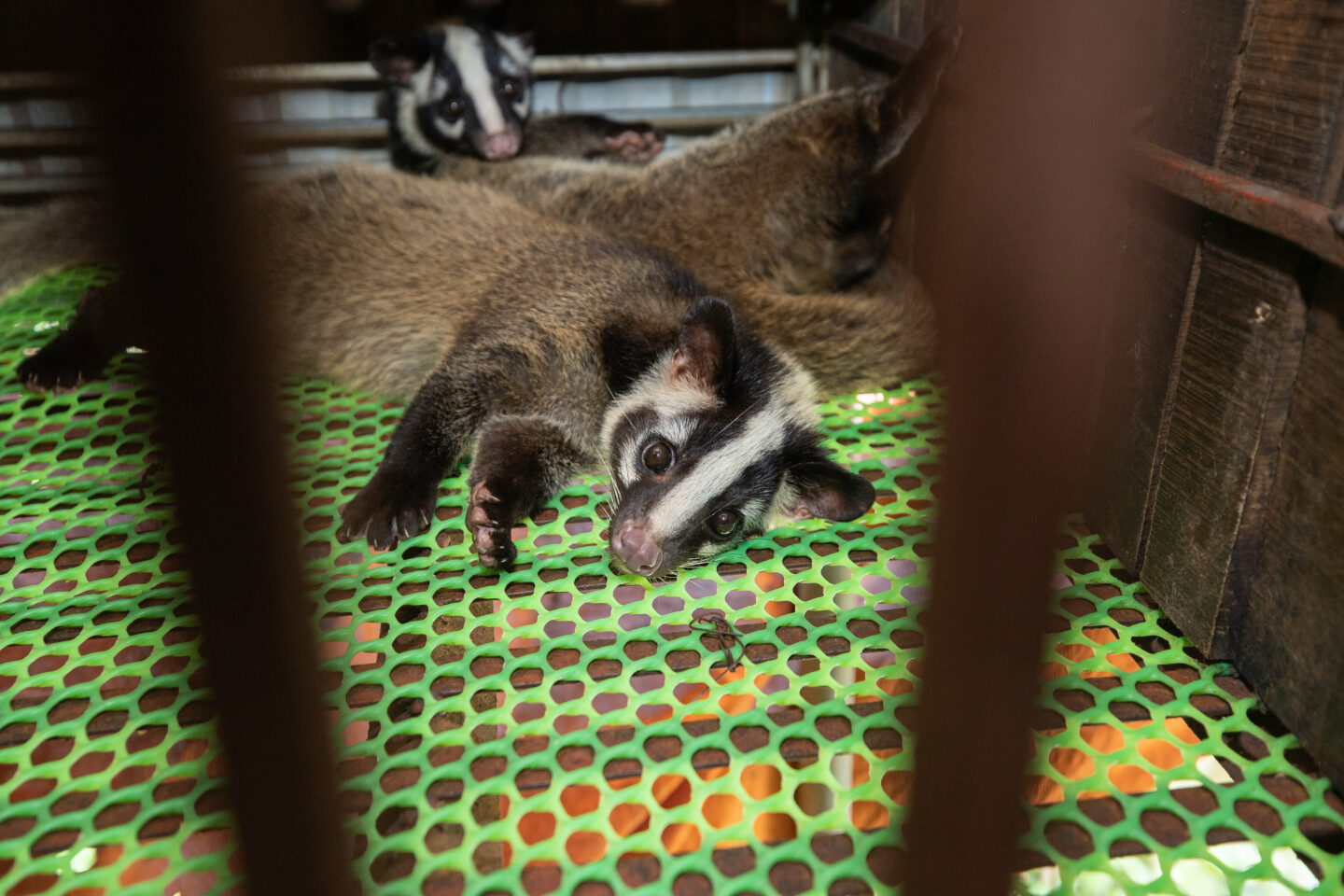 A One Health approach to tackling zoonotic disease risks in wildlife ...