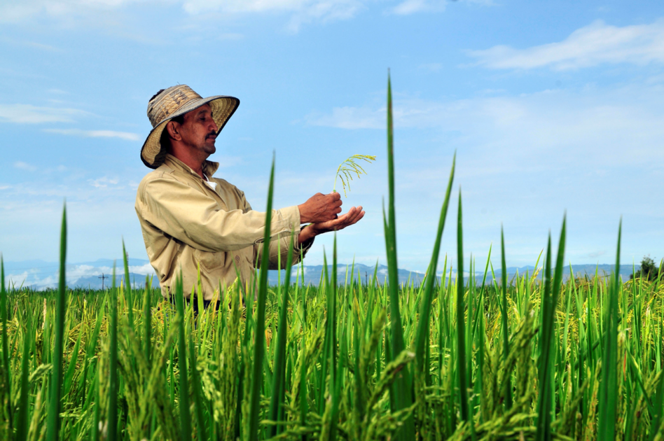 More than a hundred elite rice lines for LAC, from the rice breeding ...