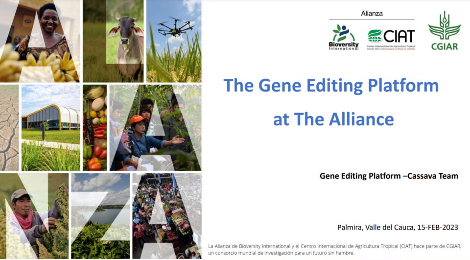 The gene editing platform at the alliance - CGIAR