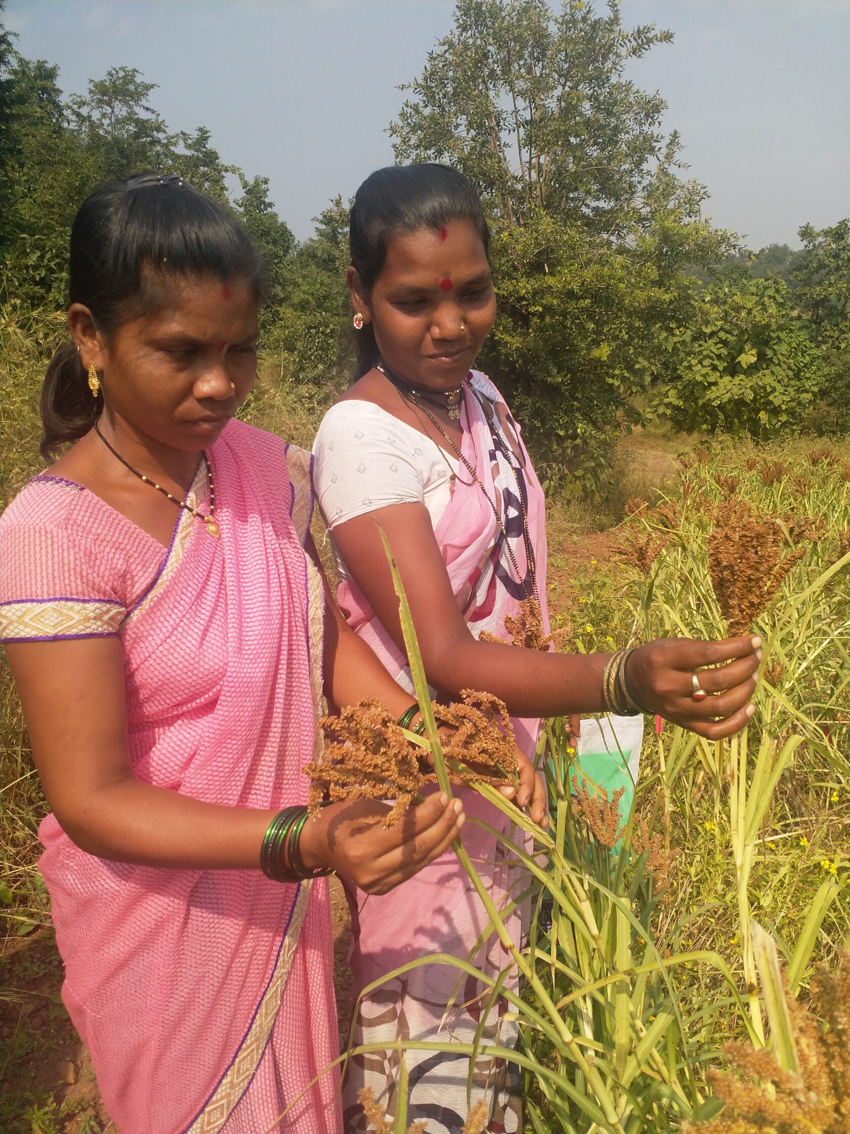 Award-winning tool leverages agrobiodiversity for sustainable food ...