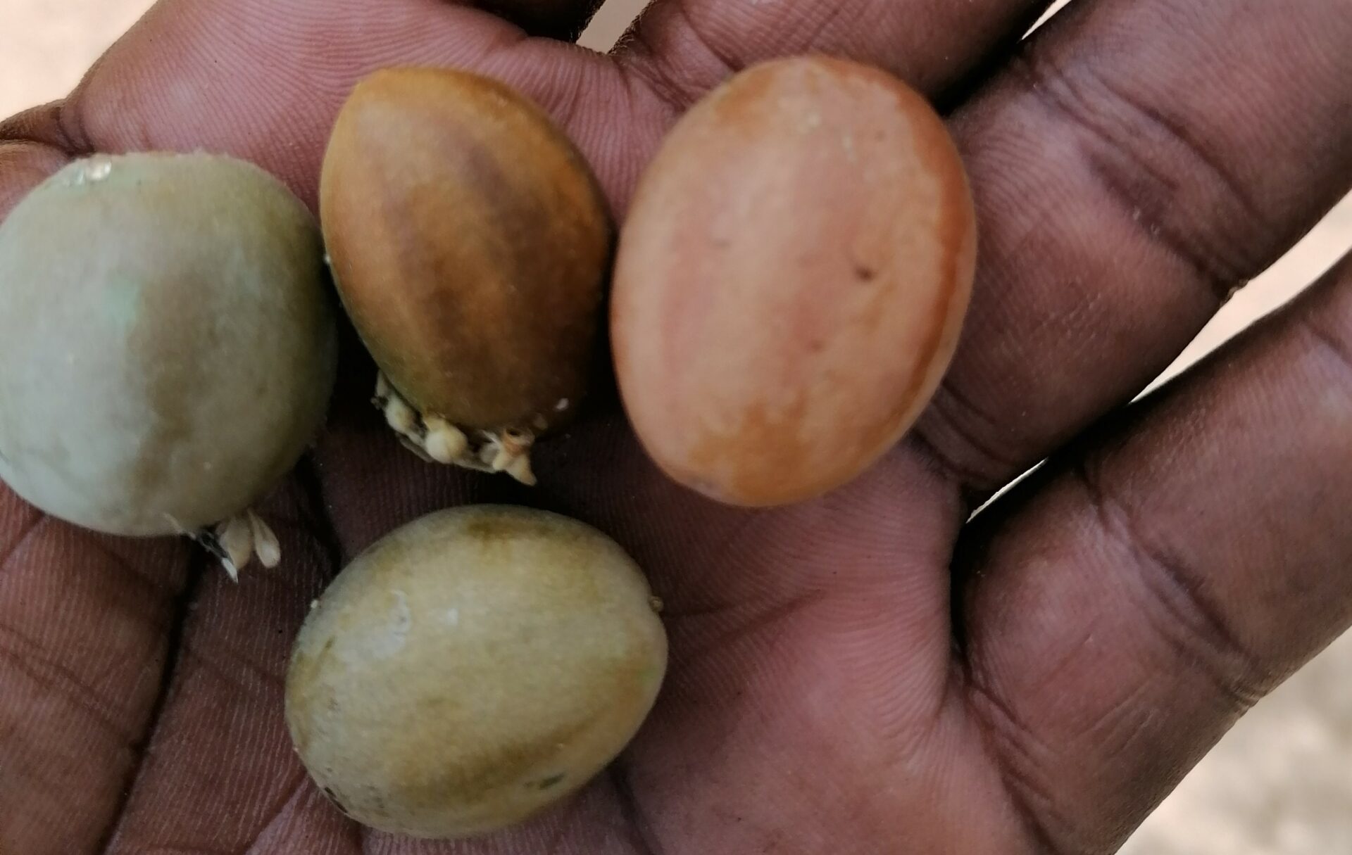 Underutilized yet important wild edible plants threatened in Kenya - CGIAR