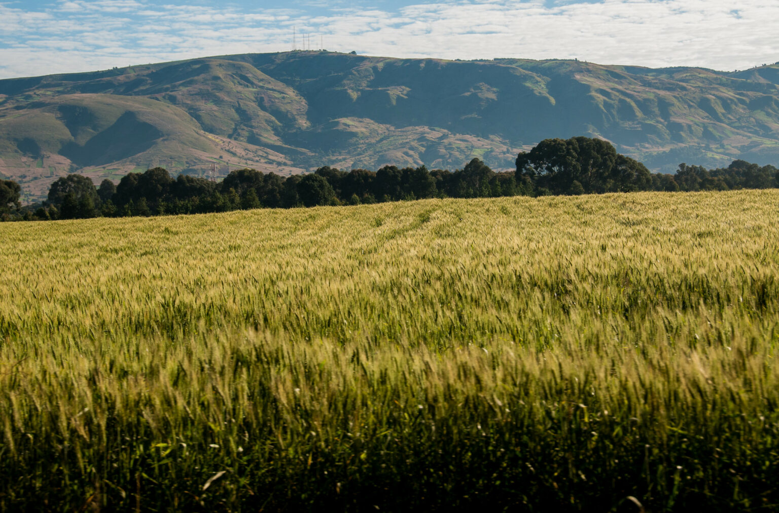 Joint Statement from CGIAR System Board and ICRISAT Board Chairs - CGIAR