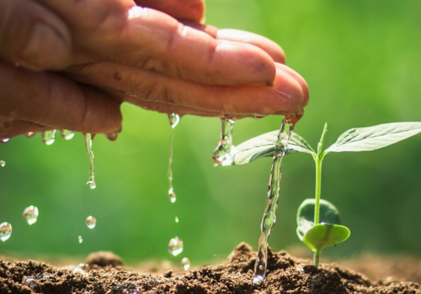 International Center for Agricultural Research in the Dry Areas (ICARDA ...