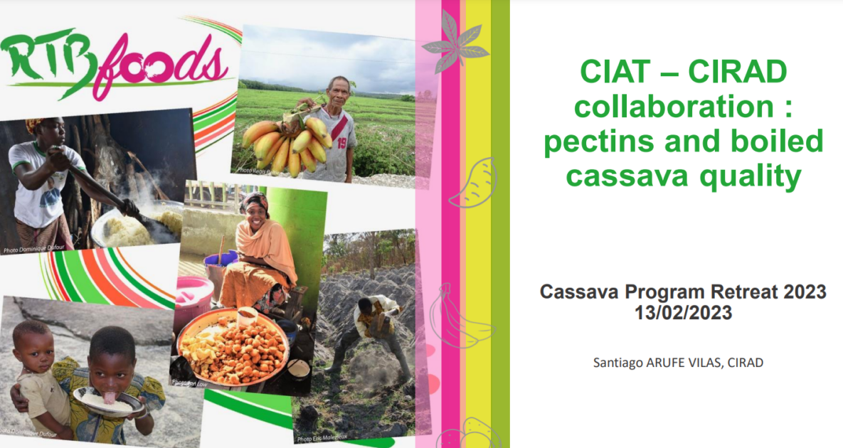 CIAT–CIRAD collaboration_pectins and boiled cassava quality - CGIAR
