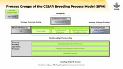 Inside Genetic Innovation’s process management: mapping processes to enhance breeding research ...